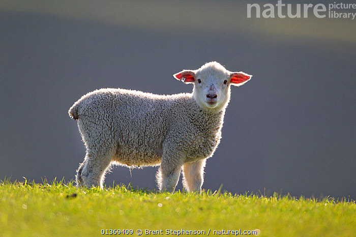 Stock photo of Domestic sheep lamb, probably Romney x Perendale ...