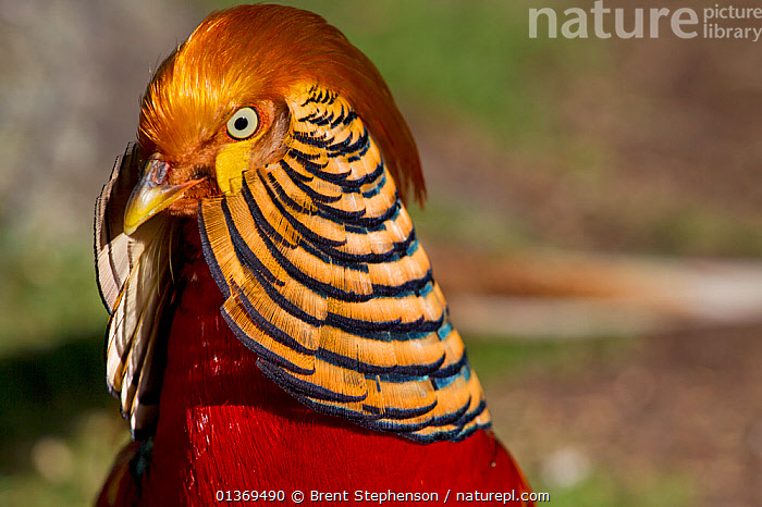 Stock photo of Male Golden Pheasant (Chrysolophus pictus) in portrait ...