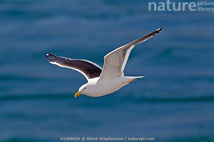 Stock photo of Kelp gull (Larus dominicanus) in flight against the sea ...