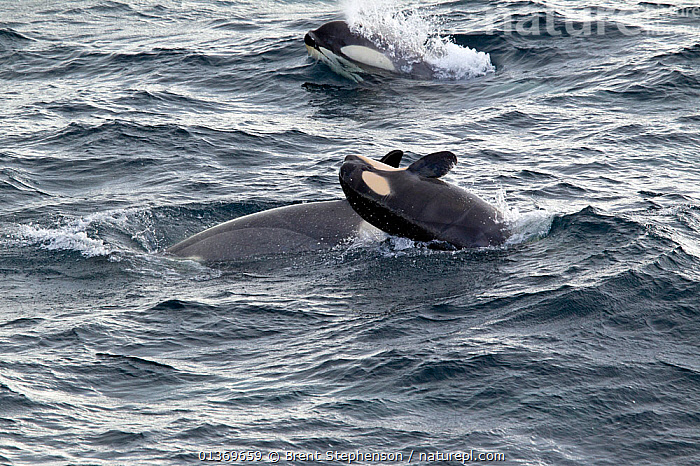 Stock photo of Killer Whale / Orca (Orcinus orca) (Antarctic Type B ...