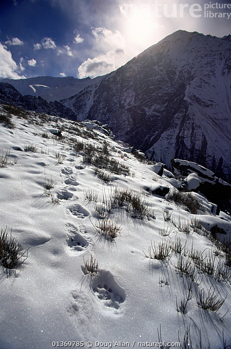 Stock photo of Snow Leopard (Panthera uncia) tracks in snow at 4000m ...