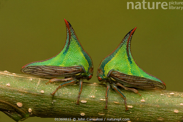 Stock photo of Two Thorn bugs (Umbonia sp) on twig, Costa Rica ...