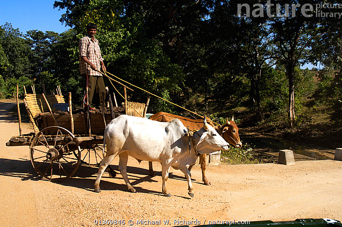Stock photo of Man driving ox cart down road, Madhya Pradesh, India ...
