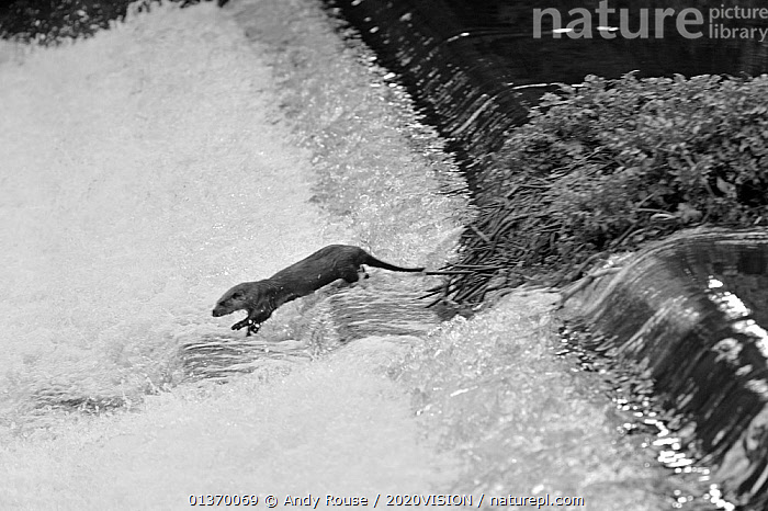 Stock photo of European river otter (Lutra lutra) jumping down weir ...