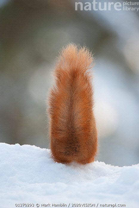 Stock photo of Red Squirrel (Sciurus vulgaris) rear view of adult in ...