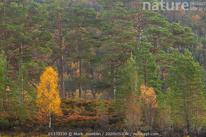 Stock photo of Silver birch (Betula pendula) and Scots pine trees ...