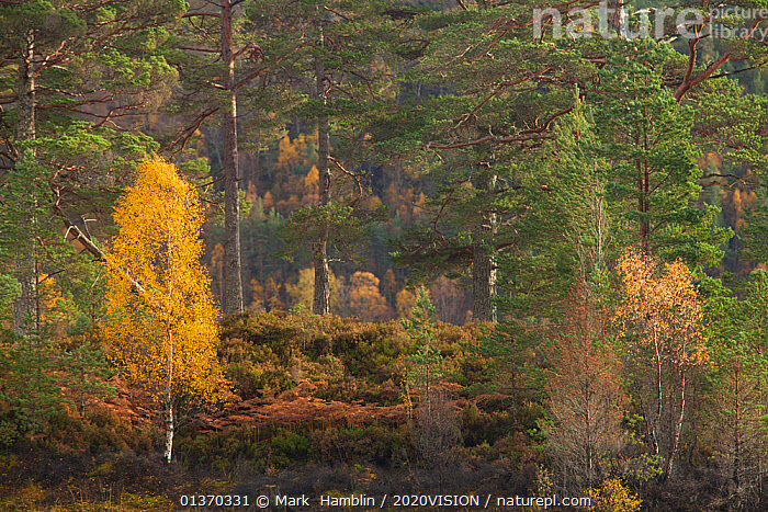 Stock photo of Silver birch (Betula pendula) and Scots pine trees ...