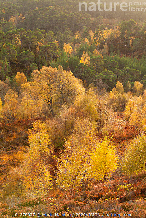 Stock photo of Silver birch (Betula pendula) and Scots pine trees ...