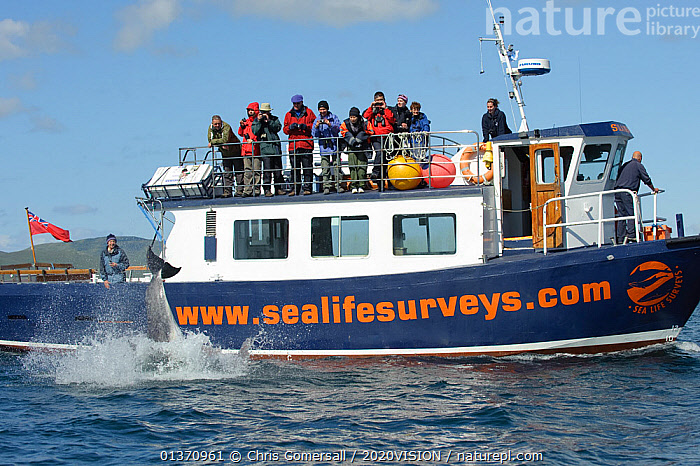 Stock photo of Passengers on observation deck of Sea Life Surveys ...