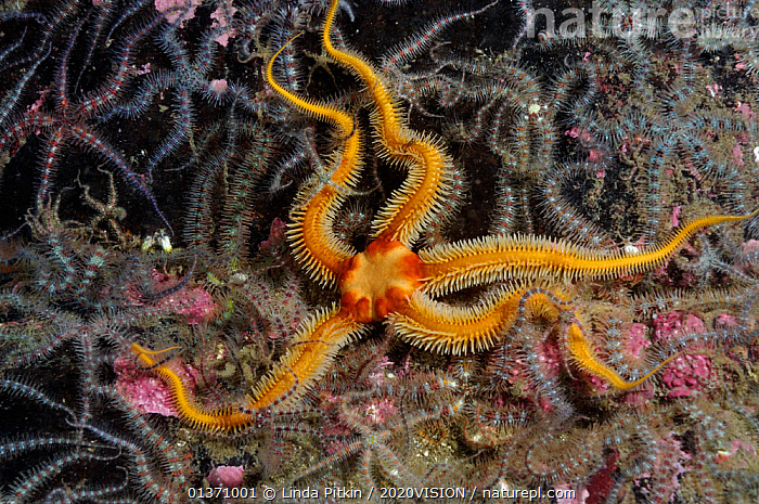 Stock photo of Black brittlestar (Ophiocomina nigra), yellow colour ...