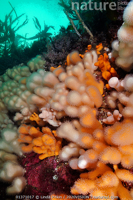 Stock photo of Dead man's fingers (Alcyonium digitatum), growing on ...