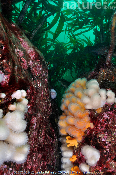 Stock photo of Dead man's fingers (Alcyonium digitatum), growing on ...
