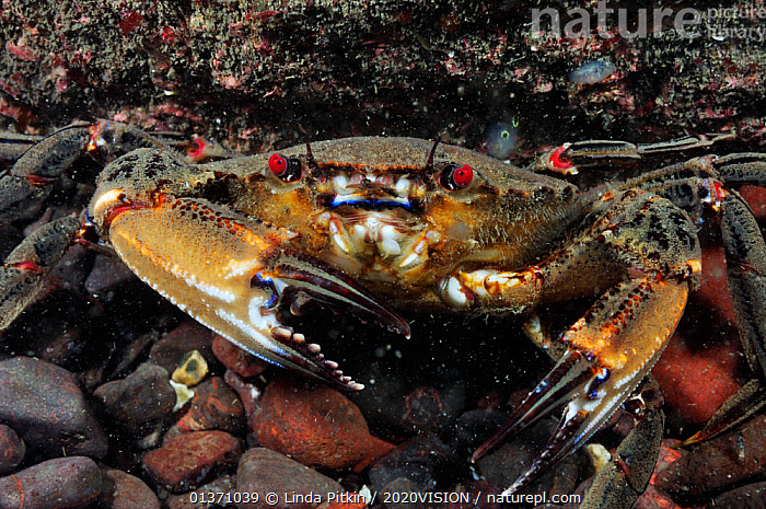 Stock photo of Portrait of Velvet swimming crab (Necora puber ...