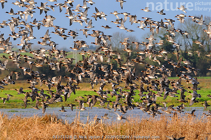 Stock photo of Dense flock of Wigeon (Anas penelope) and Common Teal ...