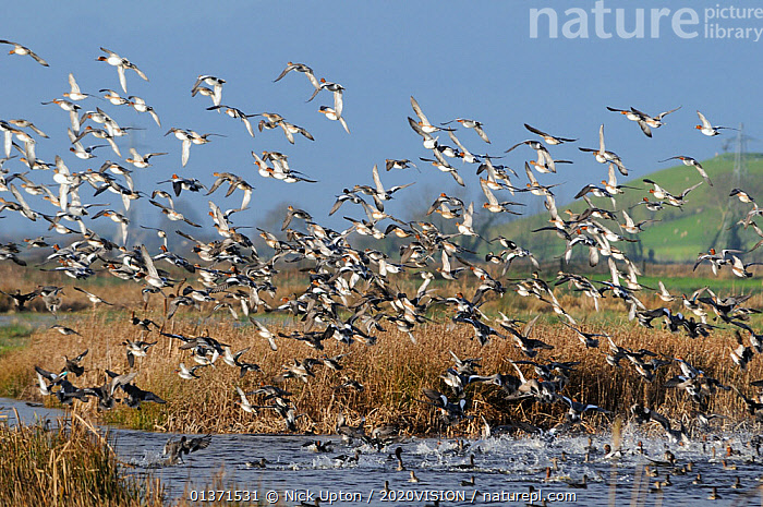 Stock photo of Dense flock of Wigeon (Anas penelope) and Common Teal ...