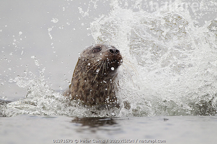 Stock photo of Common seal (Phoca vitulina) in surf, Shetland Isles ...