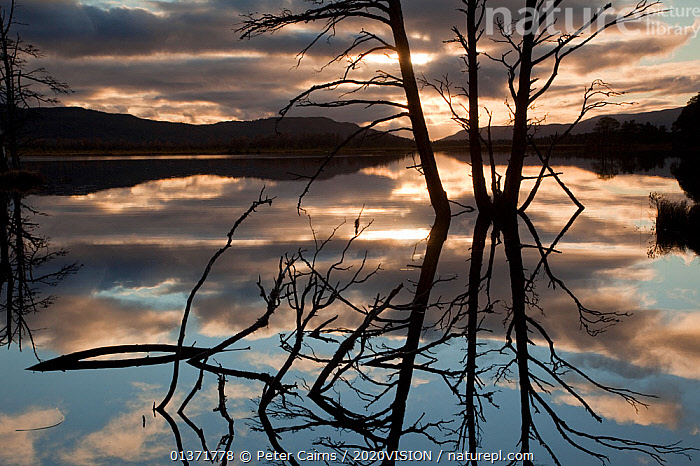 Stock photo of Dead Scots pine (Pinus sylvestris) reflected in Loch ...