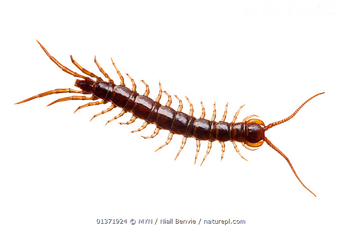 Stock photo of Brown centipede / Common centipede (Lithobius forficatus ...