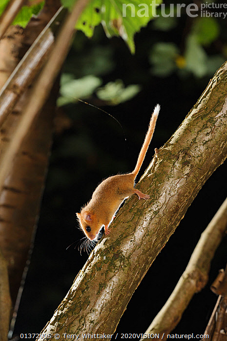 Stock photo of Hazel dormouse (Muscardinus avellanarius) running down ...