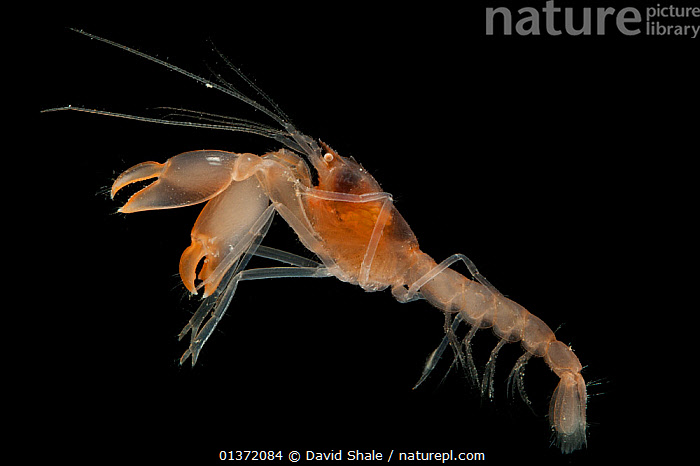 Stock photo of Deepsea Orange ghost lobster (Decopoda, Thalassinidae ...