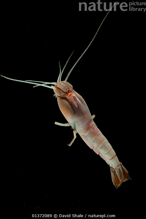 Stock photo of Deepsea Vent shrimp (Rimicaris sp) from smoker in Dragon ...
