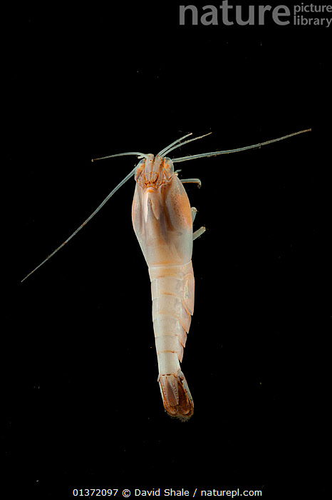 Stock photo of Deepsea Vent shrimp (Rimicaris sp) from smoker in Dragon ...