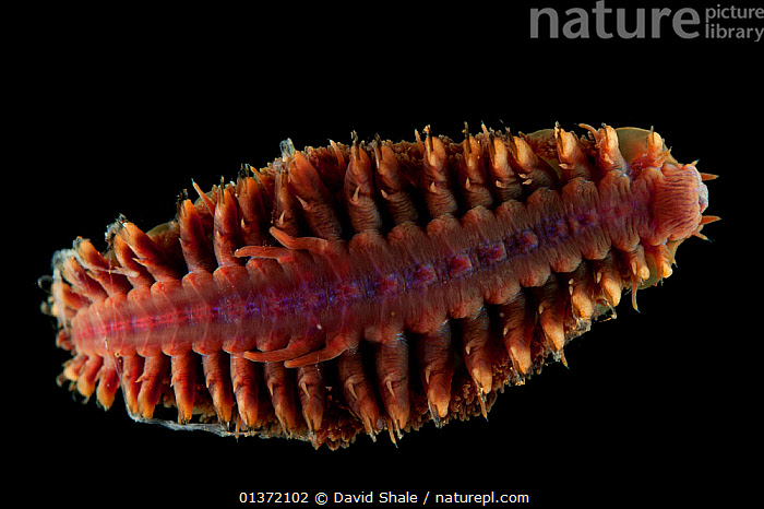 Stock photo of Ventral view of deepsea Polynoid scale worm (Polychaetae ...