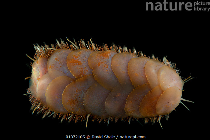 Stock photo of Dorsal view of deepsea Polynoid scale worm (Polychaetae ...