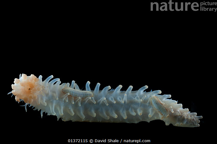 Stock photo of Deepsea Sea cucumber (Holothurian) with commensal ...