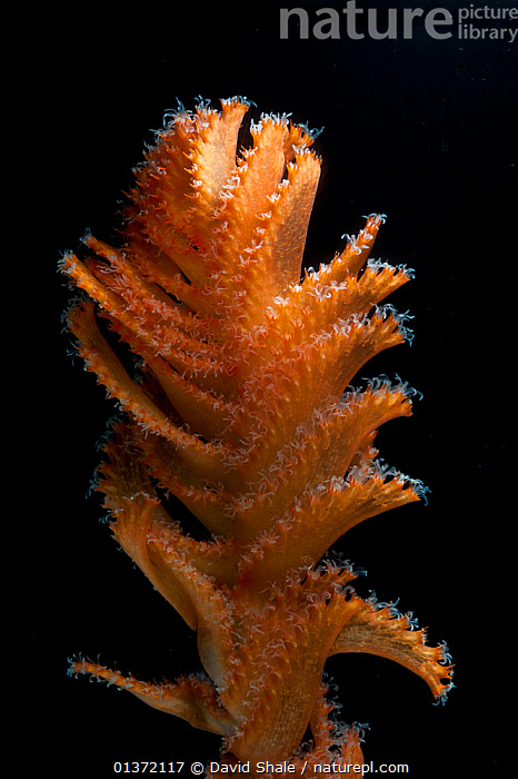 Stock photo of Deepsea Sea pen (Pennatulacea) from coral seamount ...