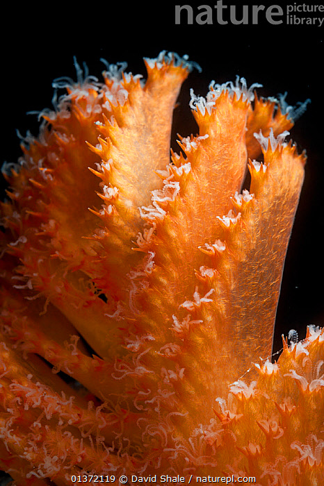 Stock photo of Detail of deepsea Sea pen (Pennatulacea) from coral ...