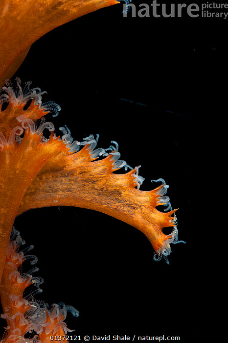 Stock photo of Detail of deepsea Sea pen (Pennatulacea) from coral ...