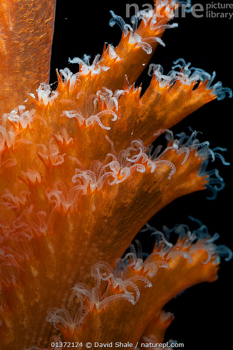 Stock photo of Detail of deepsea Sea pen (Pennatulacea) from coral ...