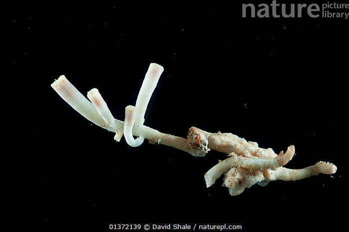 Stock photo of Deepsea Worm coral (Stenocyathus vermiformis) from coral seamount, Indian ...
