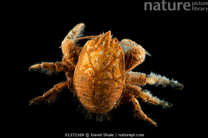 Real Yeti Crab