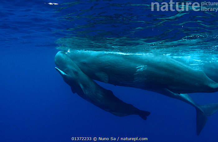 Stock photo of Sperm Whale (Physeter macrocephalus) calf swimming uder its mother. Sao ...