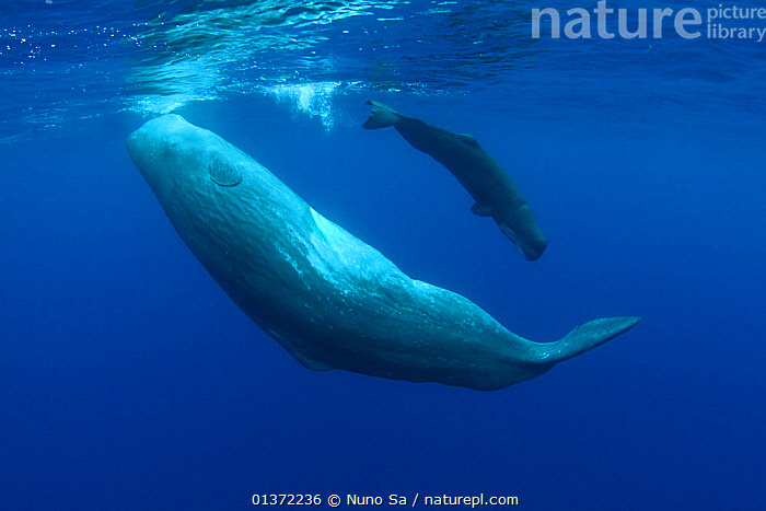 Stock photo of Sperm Whale (Physeter macrocephalus) female and calf ...
