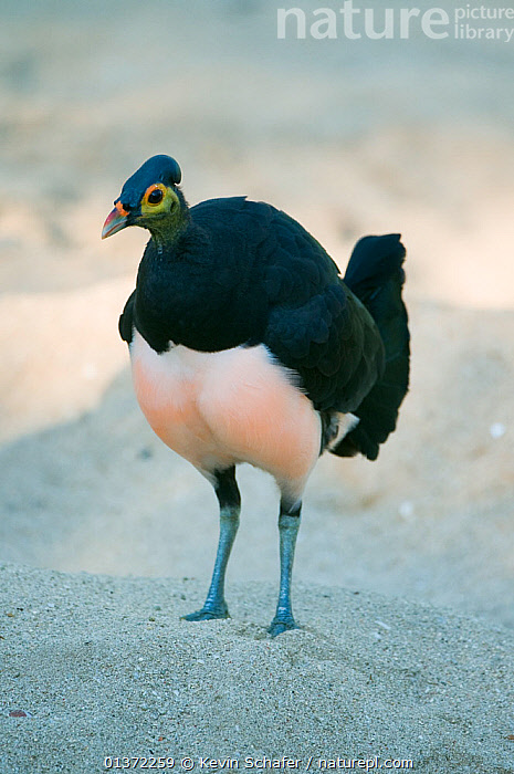 Stock photo of Maleo (Macrocephalon maleo) portrait, Sulawesi ...
