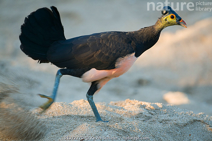 Stock photo of Maleo (Macrocephalon maleo) digging nest hole in hot ...
