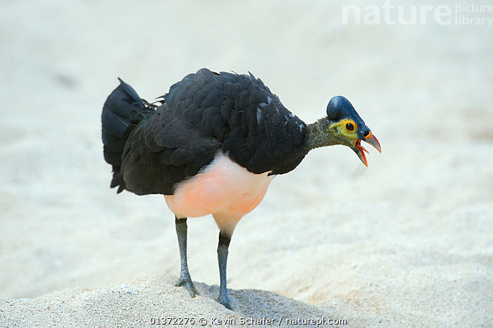 Stock photo of Male Maleo (Macrocephalon maleo) defending nesting ...