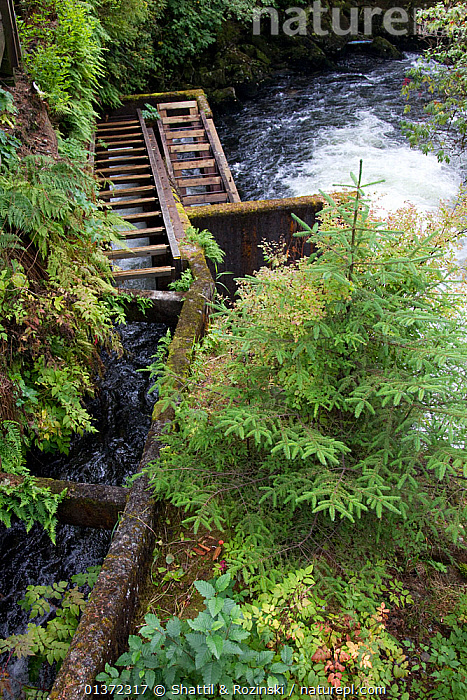 Stock photo of Fish ladder at the side of river for migrating Salmon ...