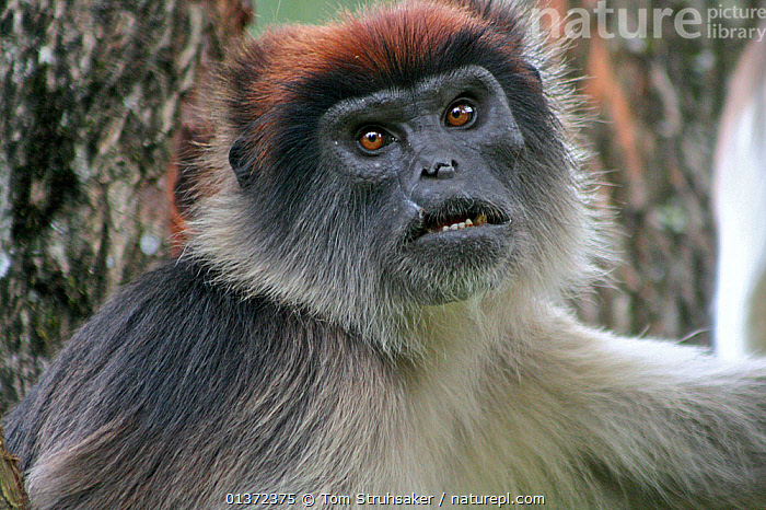 Stock photo of Uganda red colobus (Procolobus rufomitratus tephrosceles ...