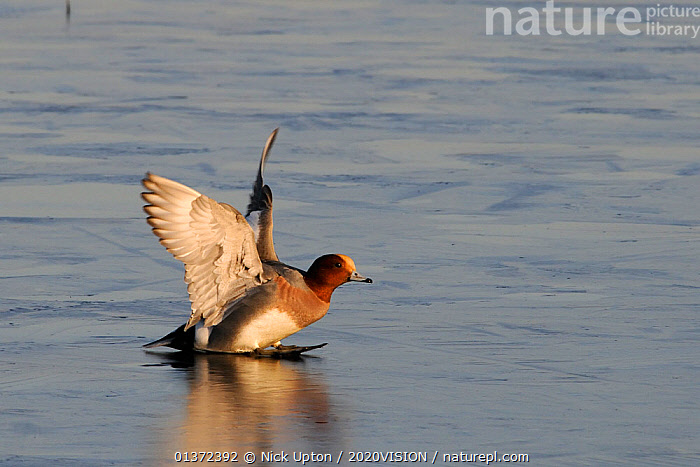 Stock photo of Wigeon (Anas penelope) drake sliding on ice after ...
