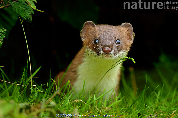 Stock photo of European Stoat (Mustela erminea) portrait. UK, July ...