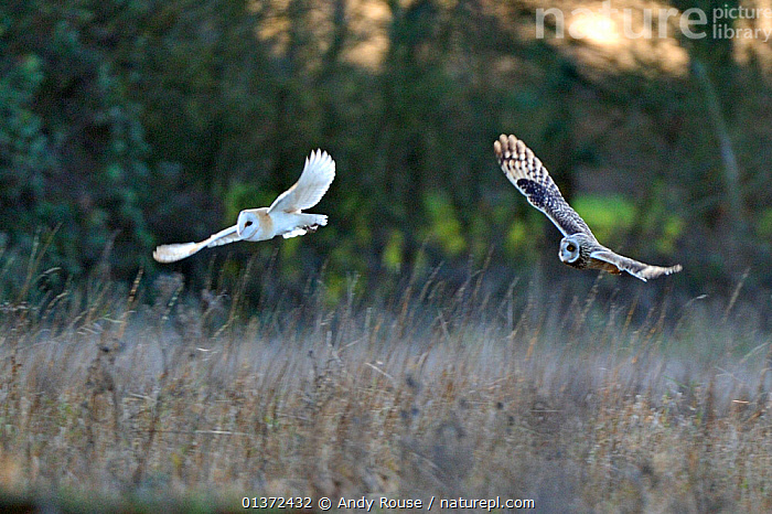 Stock photo of Short Eared Owl (Asio flammeus) chasing Barn Owl (Tyto ...