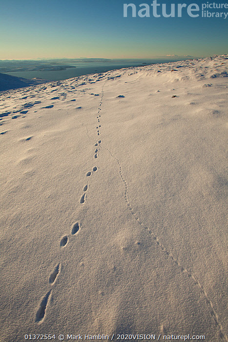 Stock photo of Mountain hare (Lepus timidus) footprints in snow ...
