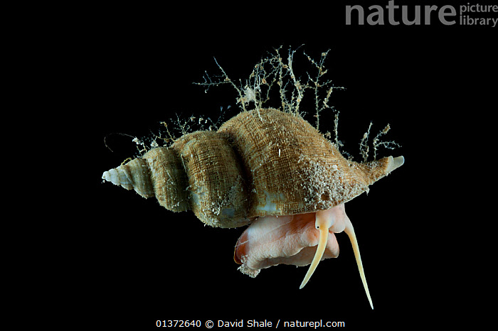 Stock photo of Gastropod (Fusitriton) sea snail with epiphytes ...