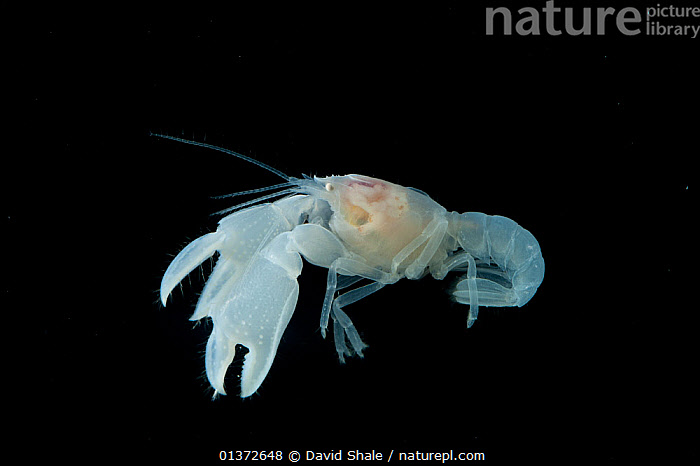 Stock photo of Ghost Lobster (Thalassinidae). Collected from coral sea ...
