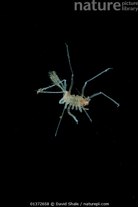 Stock photo of Deep sea isopod. Collected from coral sea mount near ...