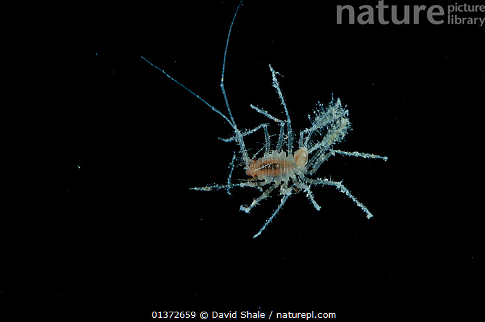 Stock photo of Deep sea isopod. Collected from coral sea mount near ...